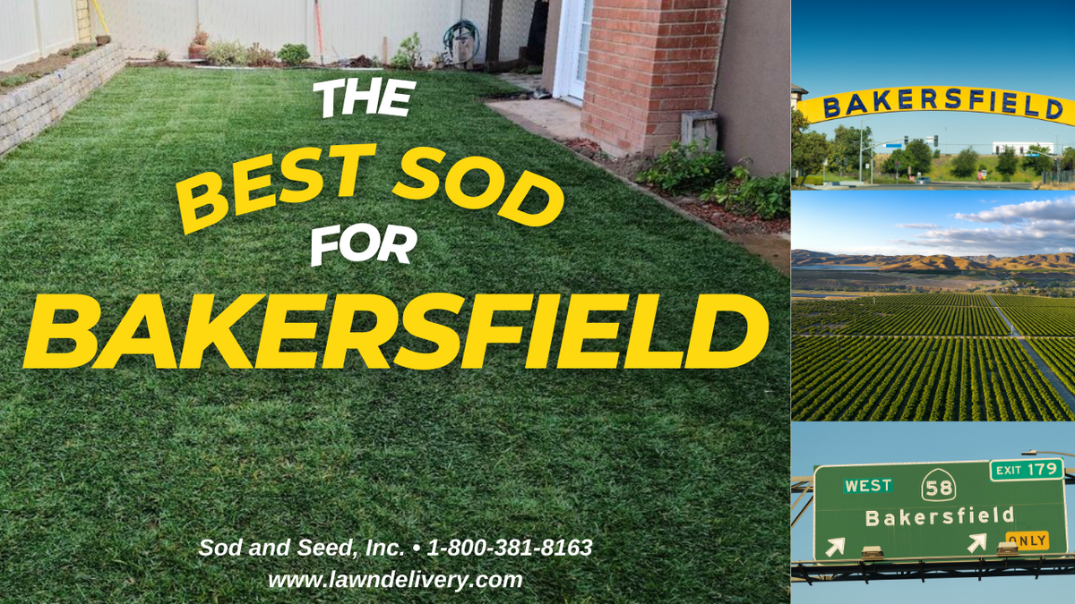 The Best Sod For Bakersfield Sod And Seed Inc