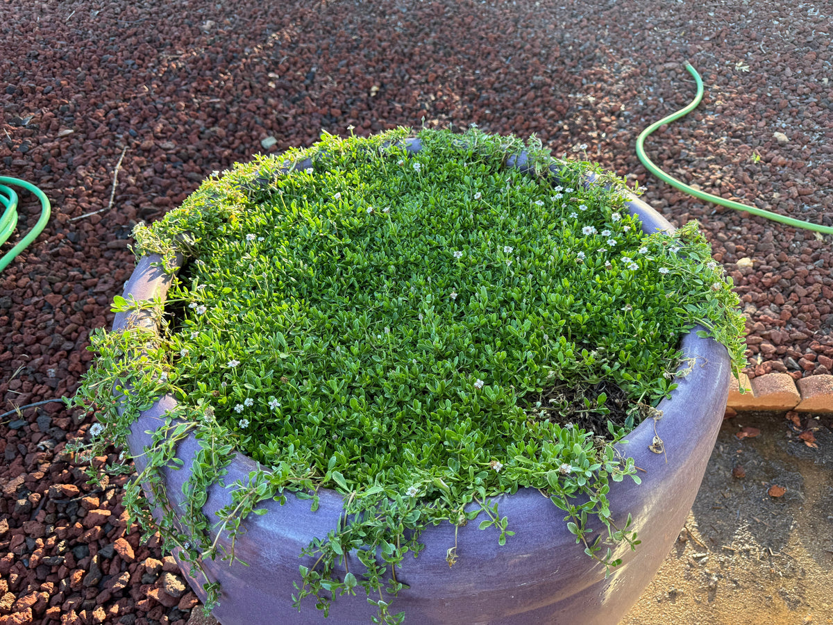 Frog fruit lawn alternative for decorative planting – Sod and Seed, Inc.