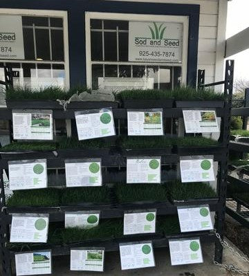 How to Pick the Right Grass for Your Lawn in 7 Steps – Sod and Seed, Inc.