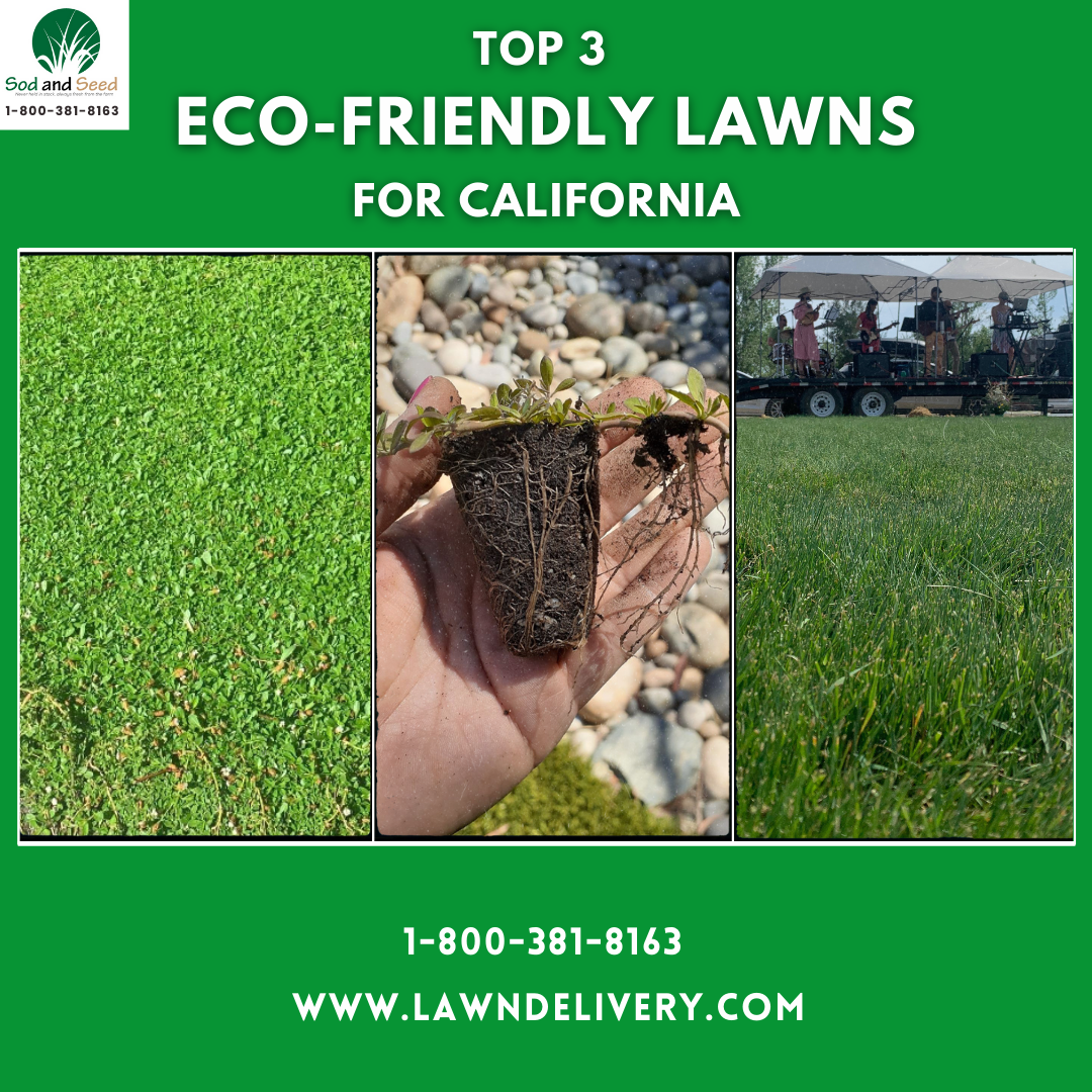 Top 3 Eco-Friendly Lawn Alternatives for California – Sod and Seed, Inc.