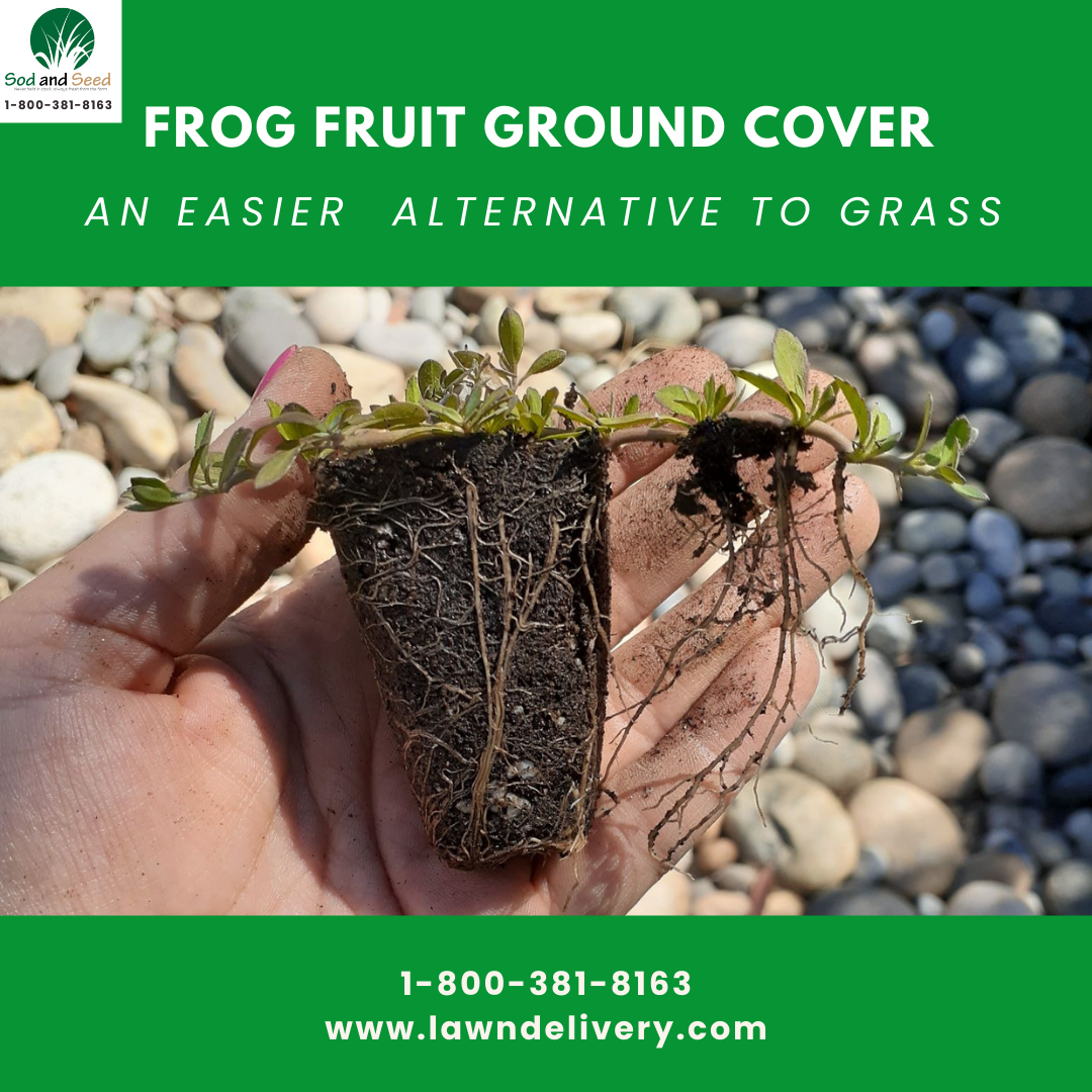 An Easier Alternative to Grass! – Sod and Seed, Inc.