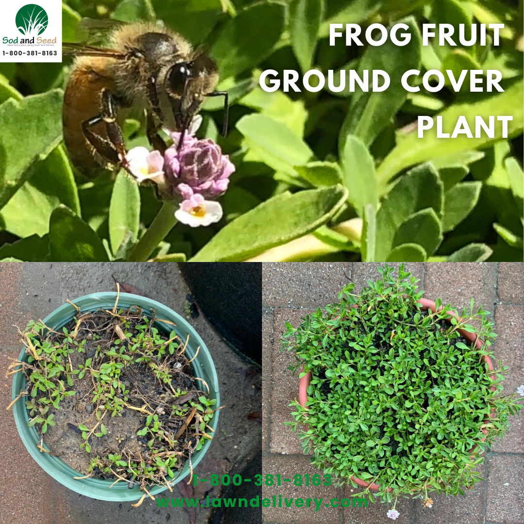 Frog Fruit Ground Cover Plant – Sod and Seed, Inc.