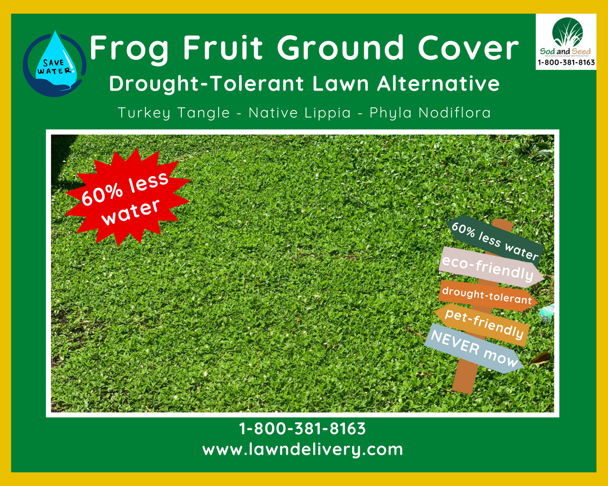 The Best Drought Tolerant Lawn Alternative for Los Angeles – Sod and ...