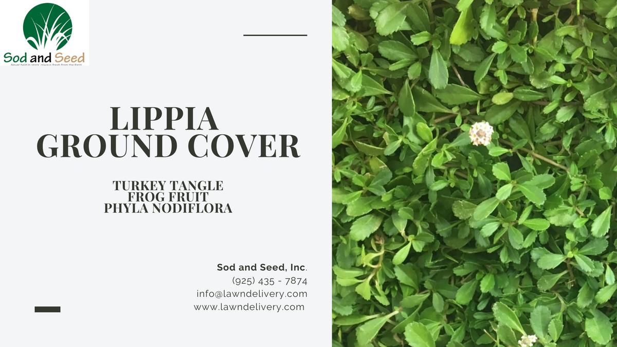 Native Lippia or Turkey Tangle Frogfruit – Sod and Seed, Inc.