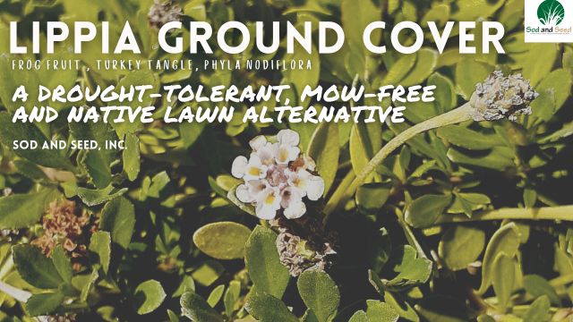 Lippia Ground Cover – Sod and Seed, Inc.