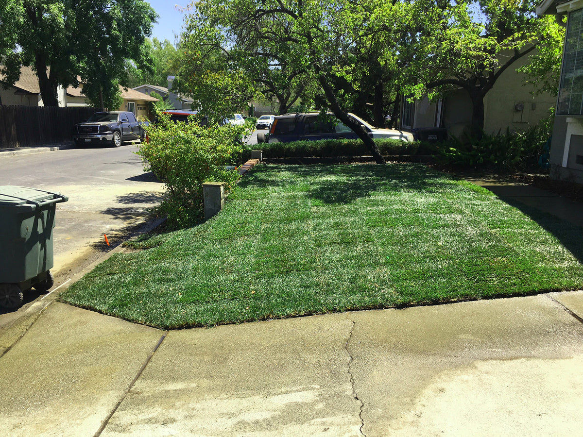 Which sod is best for shade in California? – Sod and Seed, Inc.