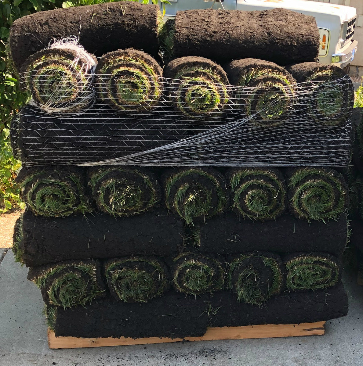 Tall Fescue Sod the Grass for San Jose – Sod and Seed, Inc.