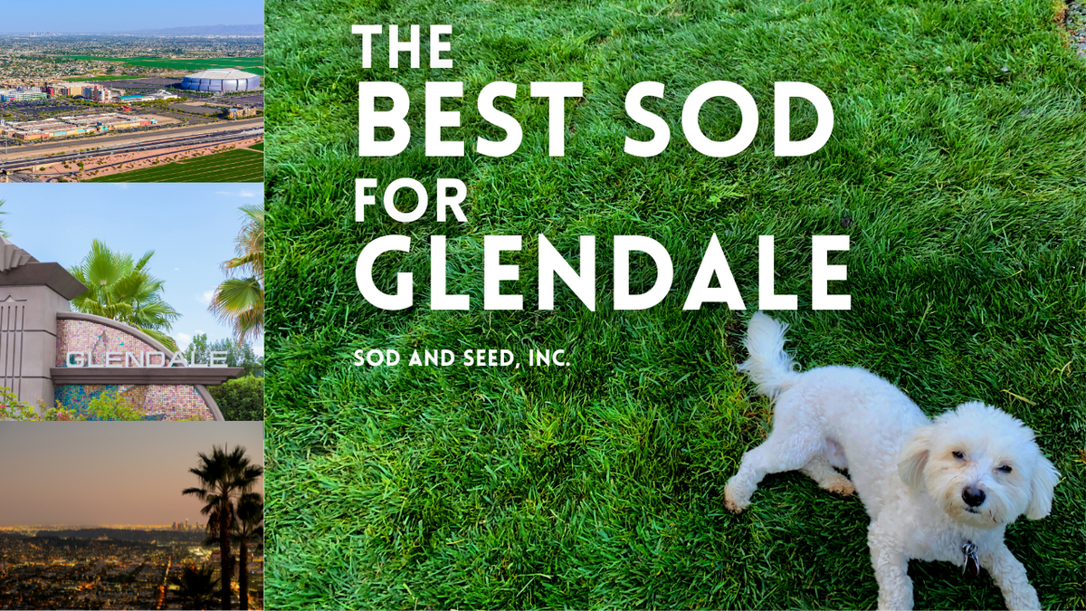 Best Sod For Glendale – Sod and Seed, Inc.