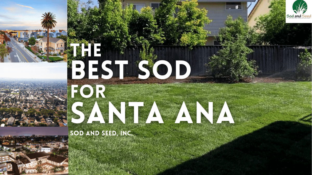 Best Sod for Santa Ana – Sod and Seed, Inc.