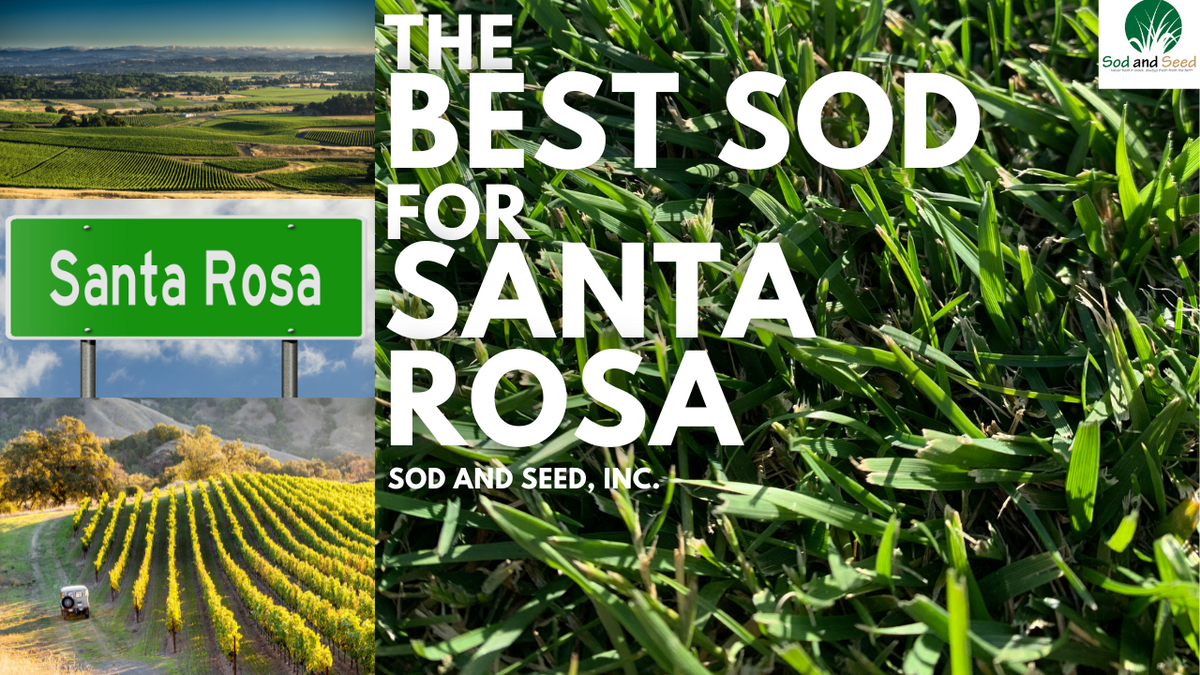 The Best Sod For Santa Rosa – Sod and Seed, Inc.