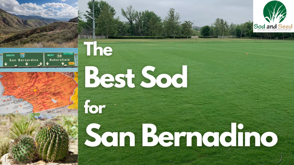 The Best Sod and Grass Seed for San Bernadino – Sod and Seed, Inc.