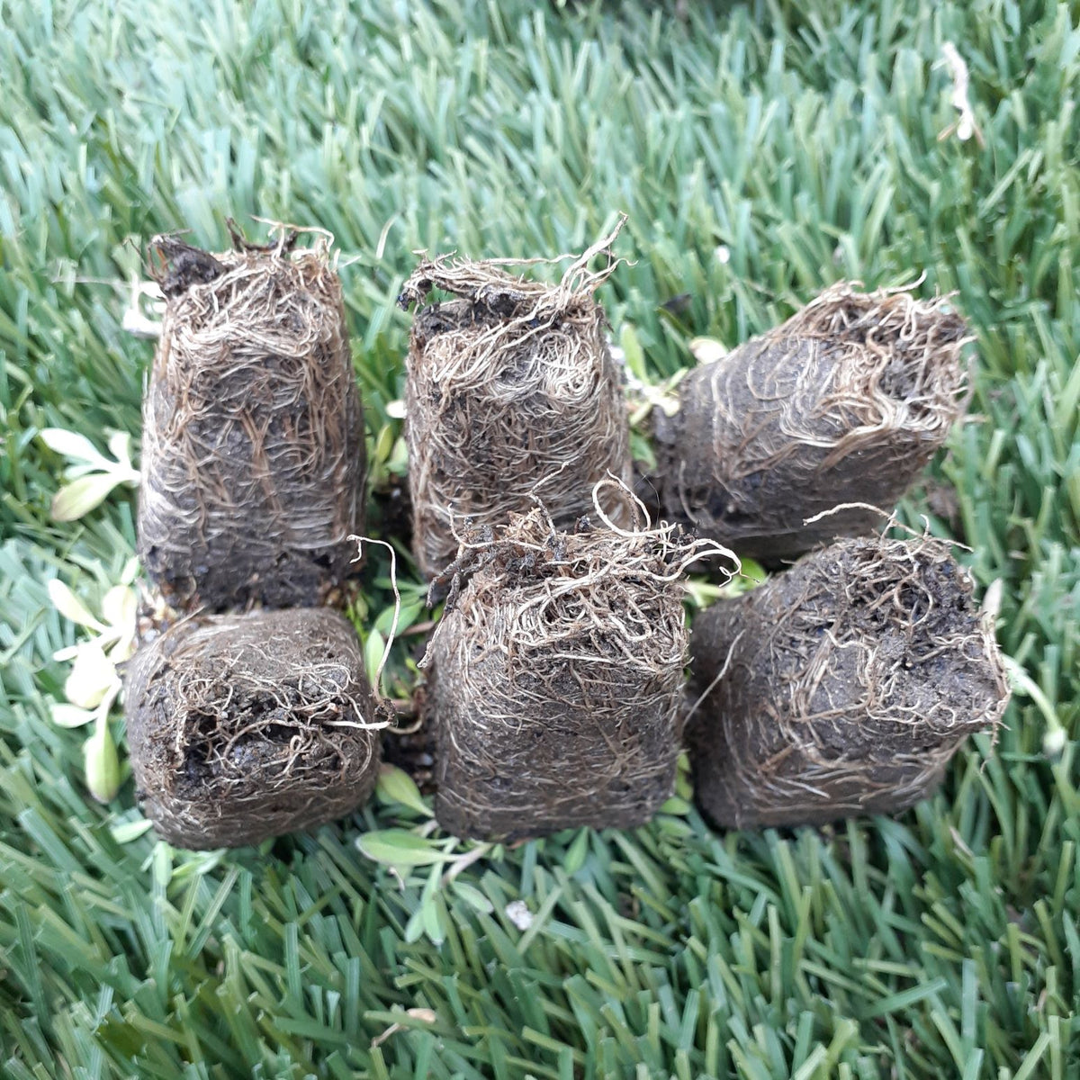 Lippia Ground Cover – Sod and Seed, Inc.