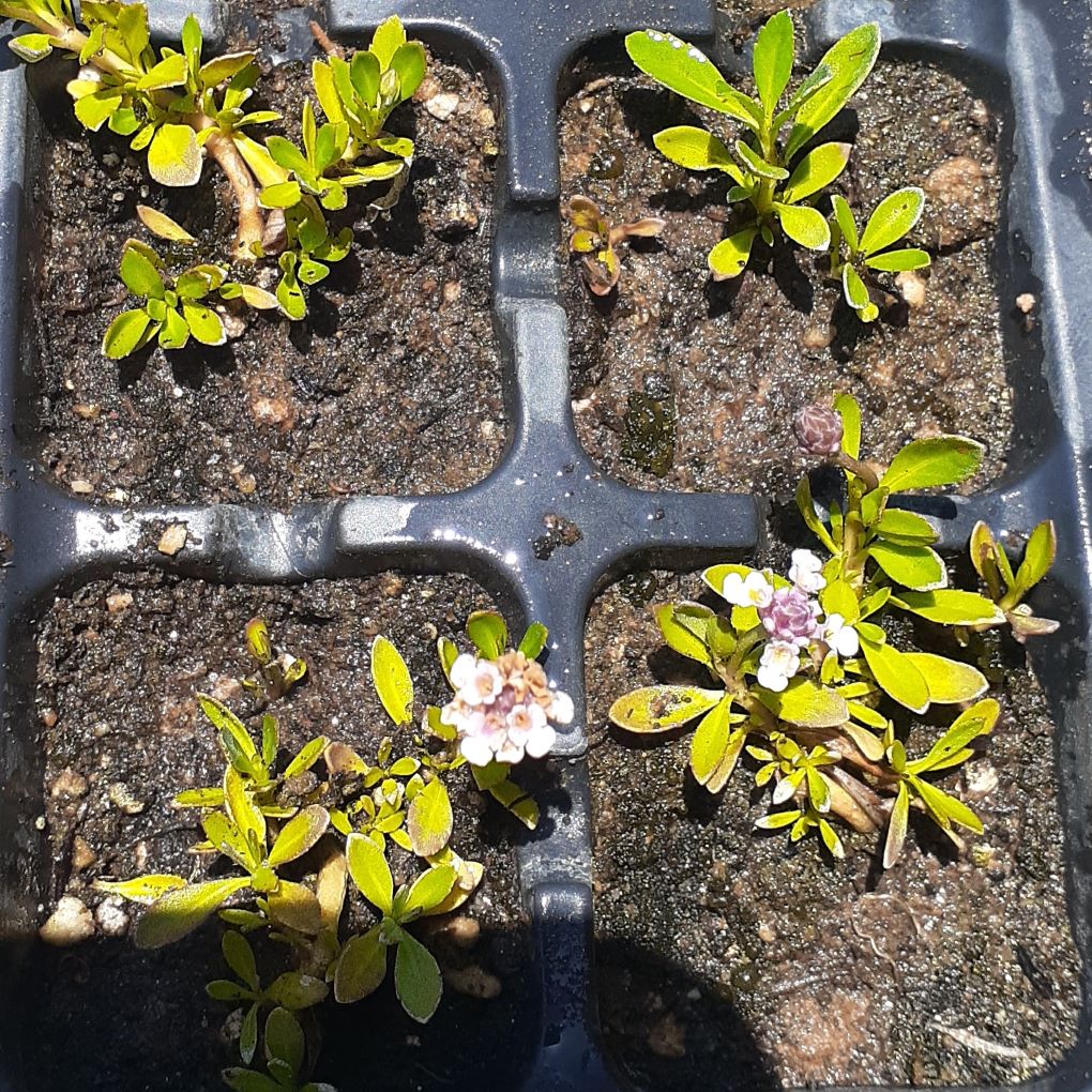 Lippia Ground Cover – Sod and Seed, Inc.