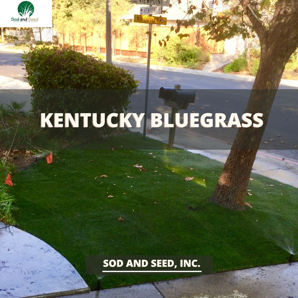Kentucky Bluegrass Sod – Sod and Seed, Inc.
