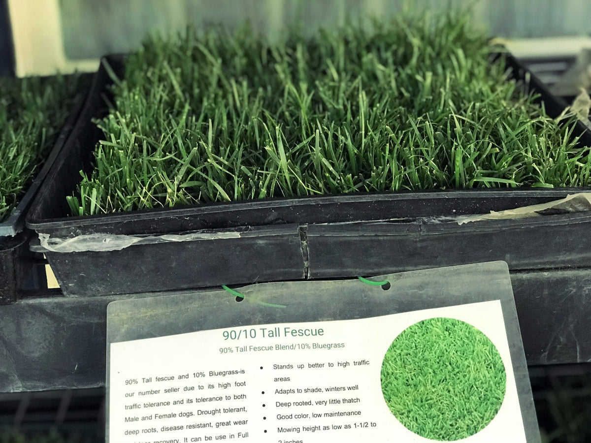 Tall Fescue Grass Seed 9010 – Sod and Seed, Inc.