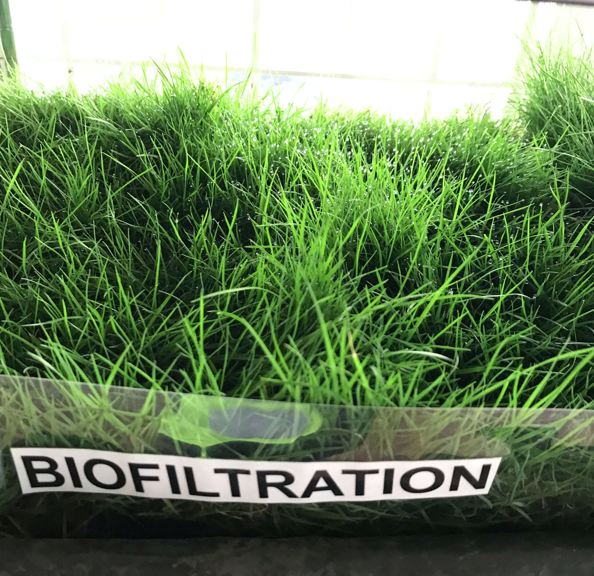 California Native Biofiltration Grass – Sod and Seed, Inc.