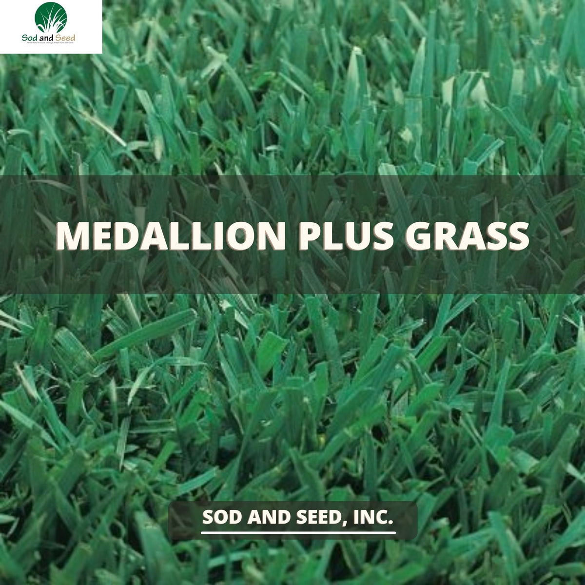 Medallion Plus Grass – Sod and Seed, Inc.
