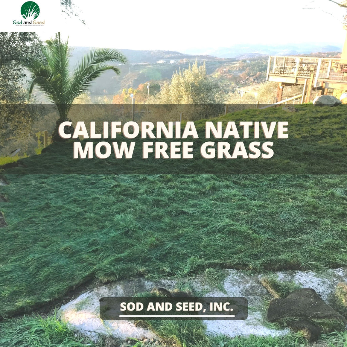 NATIVE CALIFORNIA GRASS – Sod and Seed, Inc.