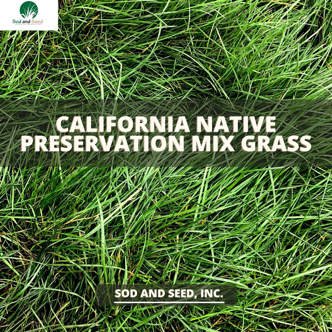 NATIVE CALIFORNIA GRASS – Sod and Seed, Inc.