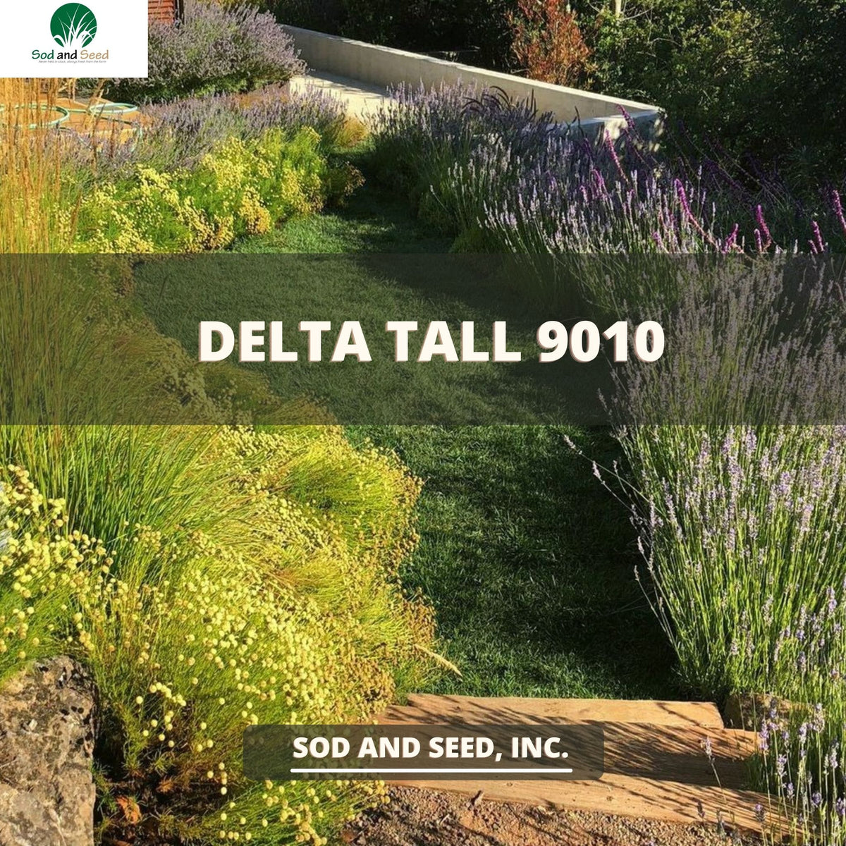 Delta Tall 9010 Sod a Hybrid Tall Fescue with Kentucky Bluegrass – Sod ...