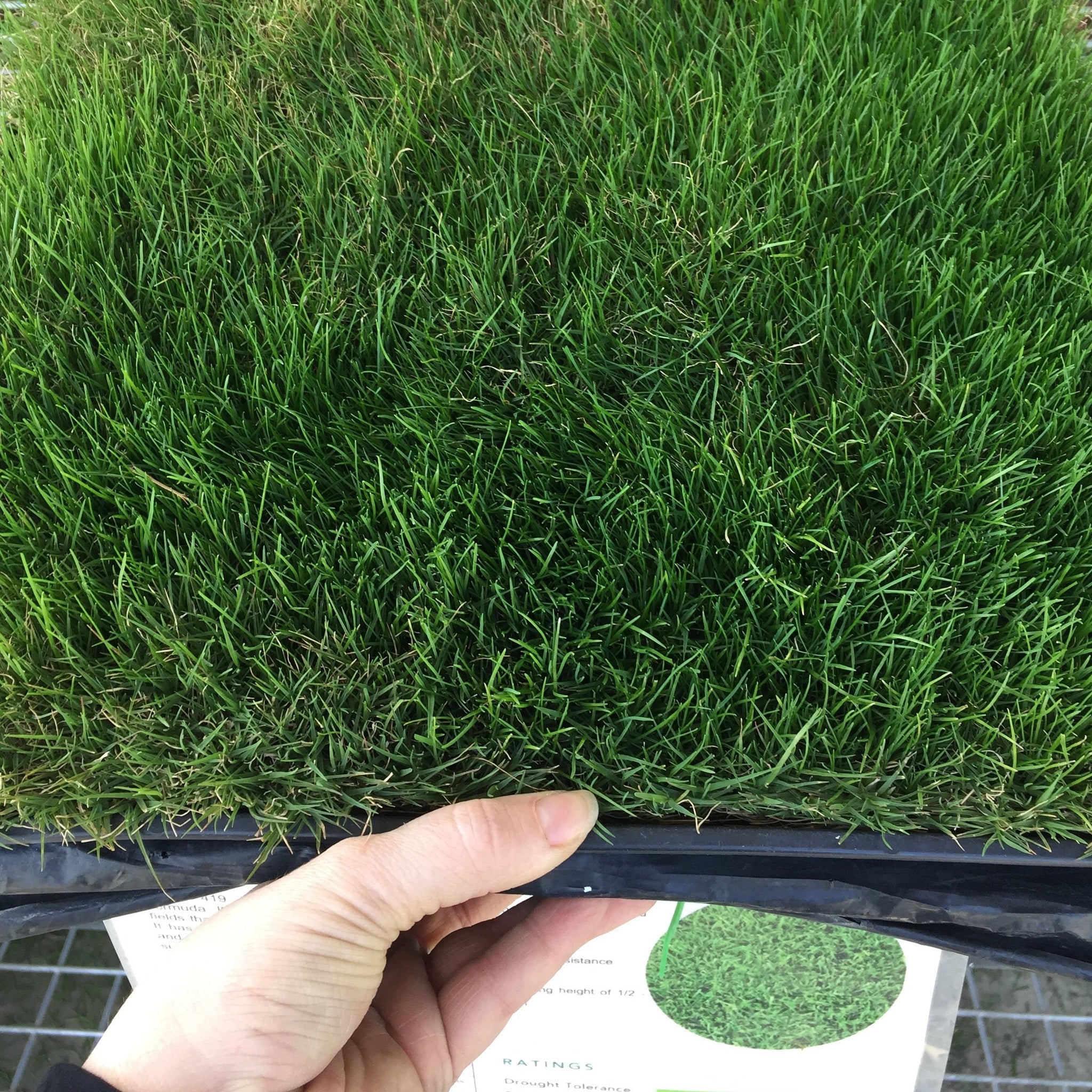Tifway 419 Bermuda Grass – Sod and Seed, Inc.