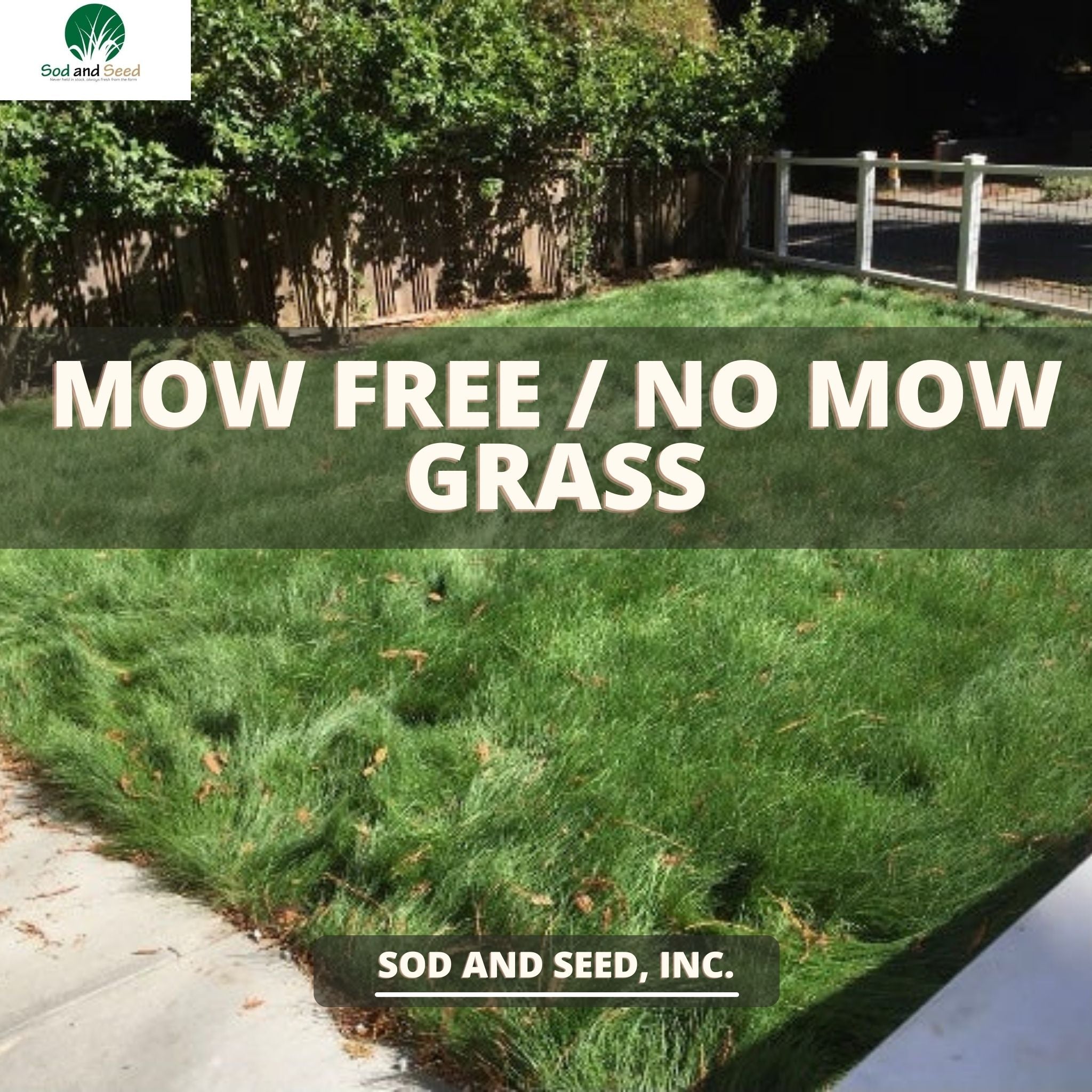 Drought Tolerant No Mow Grass Get This Look: No Mow Lawns | American