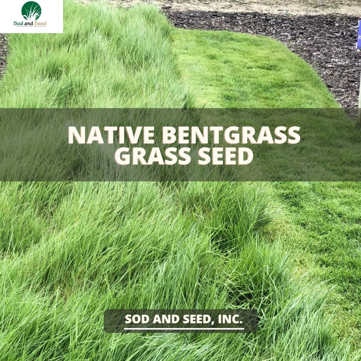 Native Bentgrass Seed – Sod and Seed, Inc.