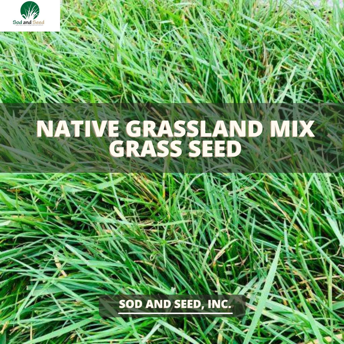 Native Grassland Mix Grass Seed – Sod and Seed, Inc.