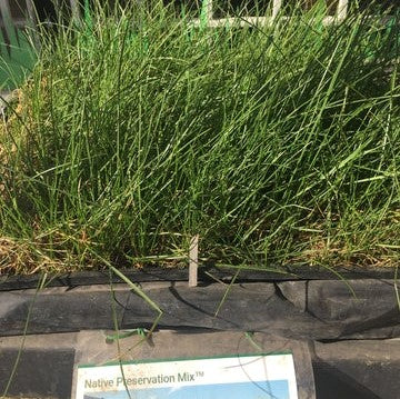 Native Preservation Mix Grass Seed – Sod and Seed, Inc.