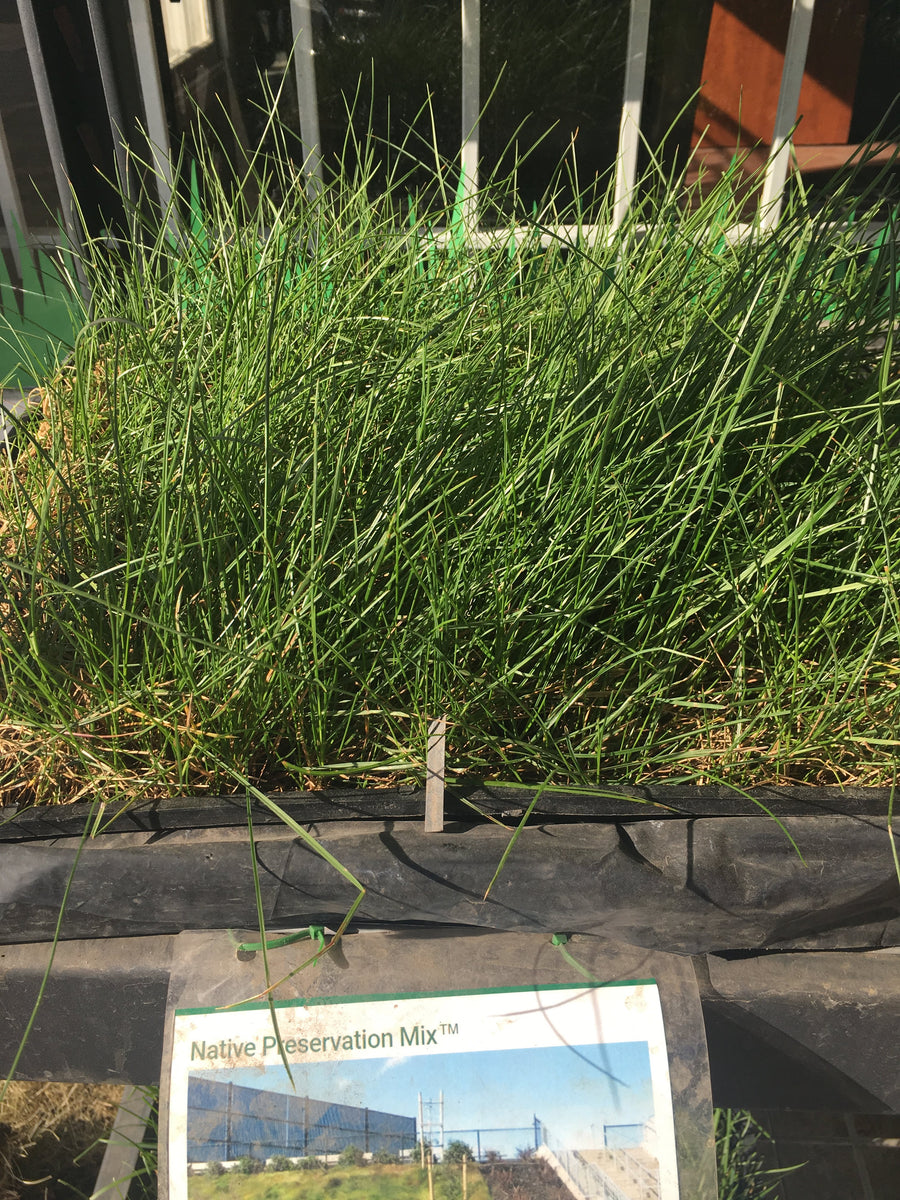 California Native Preservation Mix Grass – Sod and Seed, Inc.
