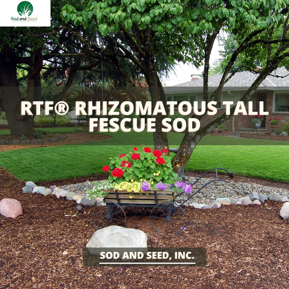 RTF® Rhizomatous Tall Fescue Sod Los Angeles – Sod and Seed, Inc.