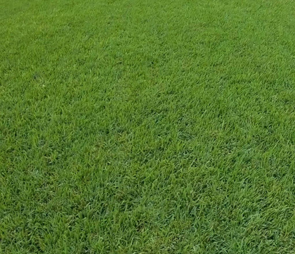 St. Augustine Grass – Sod and Seed, Inc.