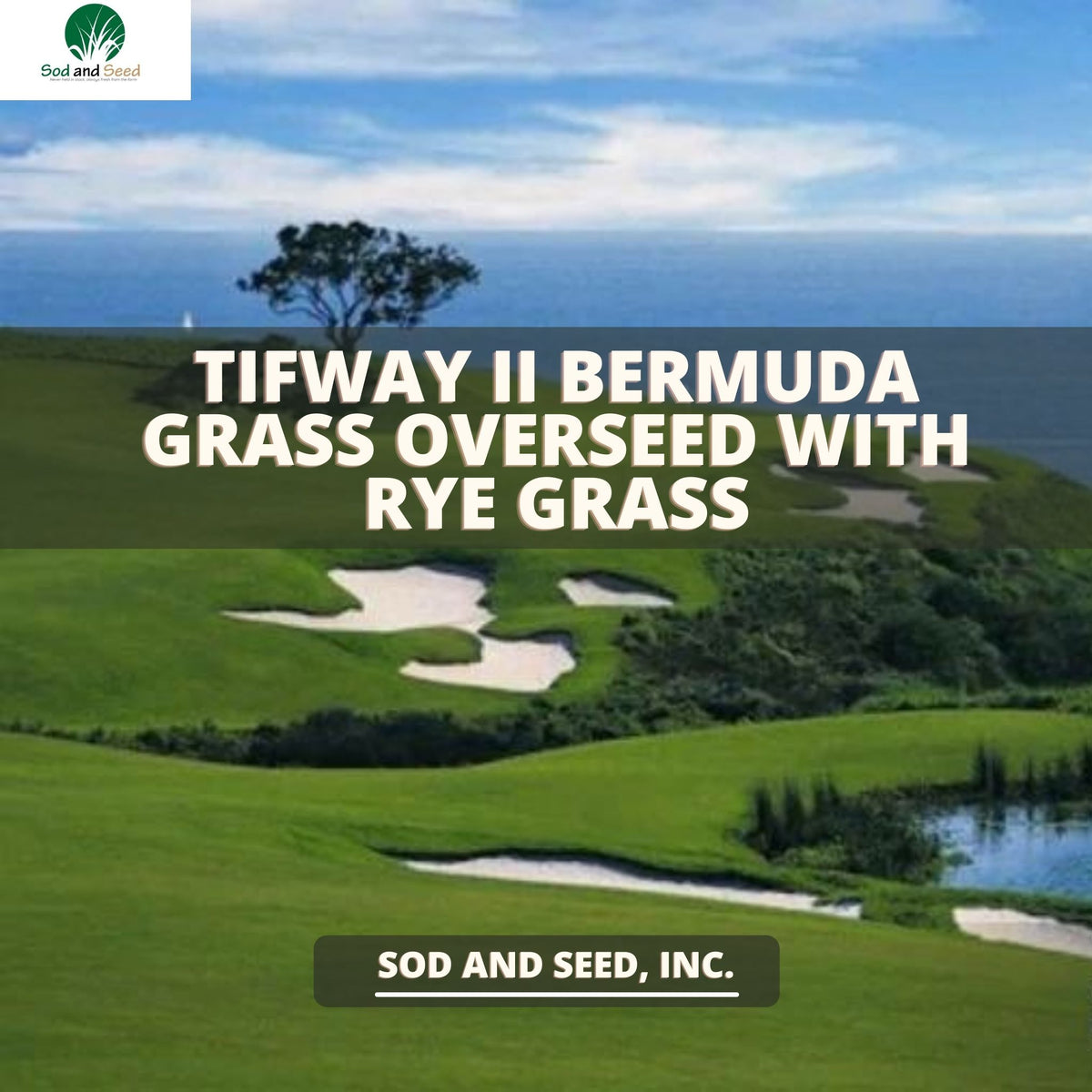 Tifway II Bermuda Grass Overseed – Sod and Seed, Inc.