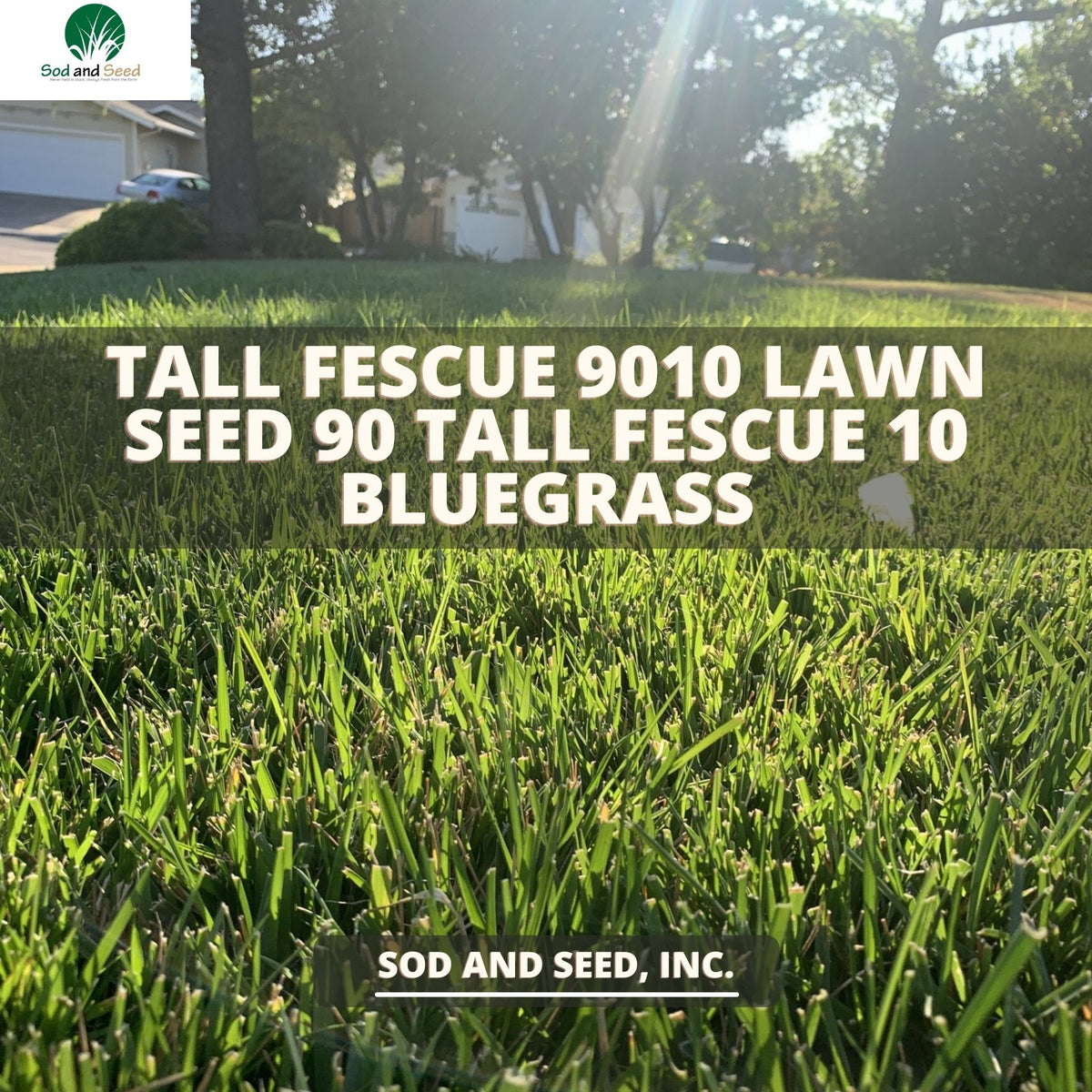 Tall Fescue Grass Seed 9010 – Sod and Seed, Inc.