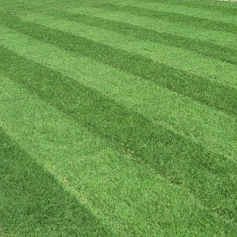 Celebration Bermudagrass Sod