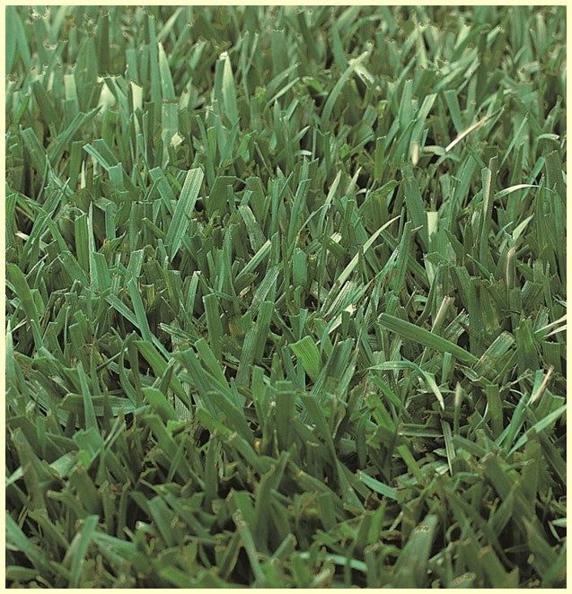 Medallion Dwarf Fescue with Bonsai Grass Seed – Sod and Seed, Inc.