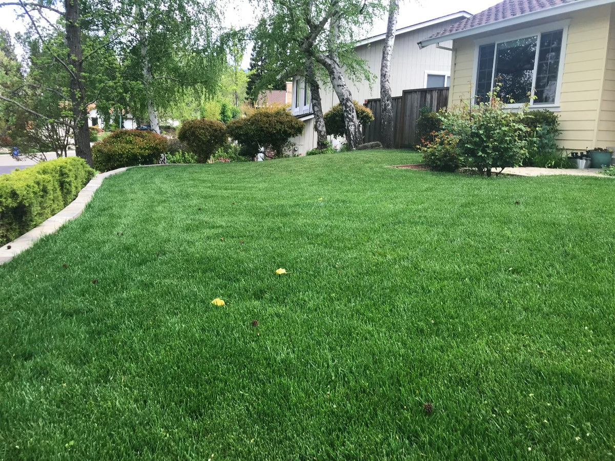 Delta Tall 9010 Sod a Hybrid Tall Fescue with Kentucky Bluegrass – Sod ...