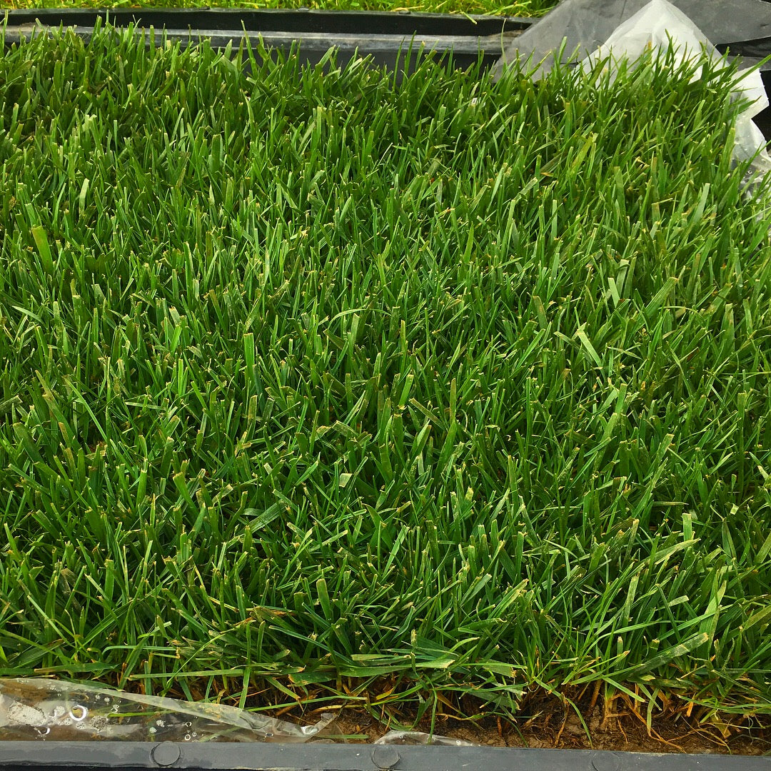 West Coaster Tall Fescue - Free Delivery – Sod and Seed, Inc.